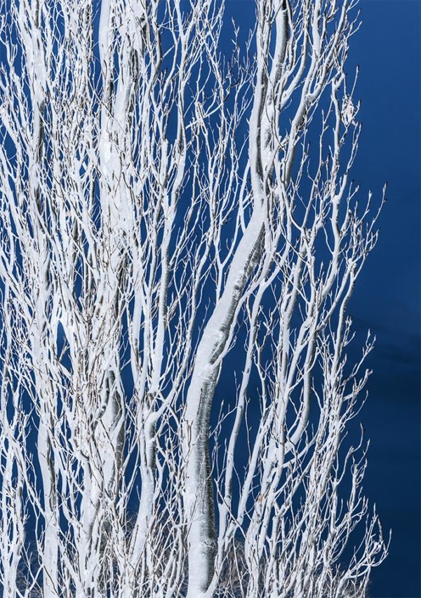 European Garden Trees | JD Dennison